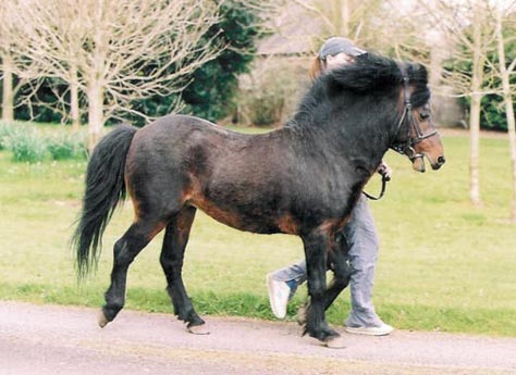 Thornapple Farms Photo Gallery - Ireland - Kerry Bog Ponies