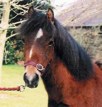 Thornapple Farms Photo Gallery - Ireland - Kerry Bog Ponies